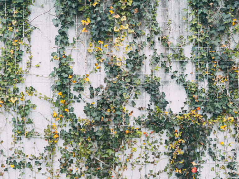 【Guava】Stringsクラスの使い方